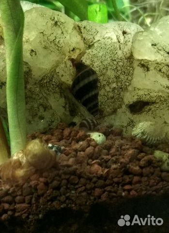 Улитка Хилена