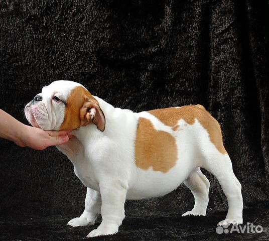 Девочки - англичанки