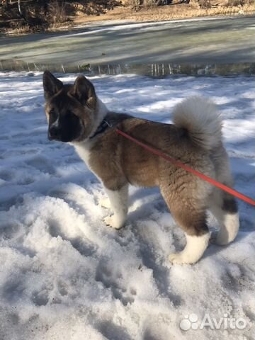 Акита американская