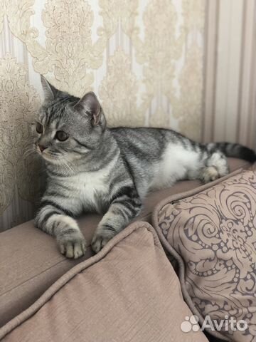 Кот британец