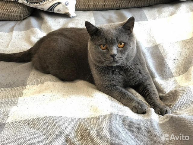 Кот на вязку британец (бесплатно )