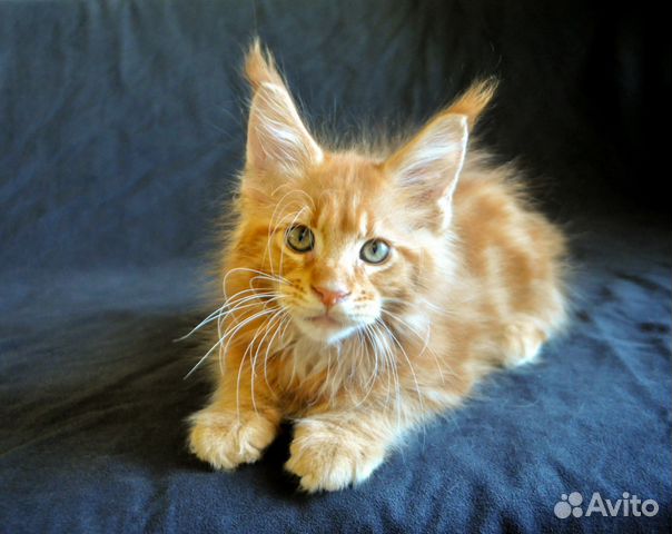 Рыжий мальчик мейн-кун