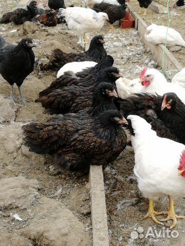 Барневильдеры