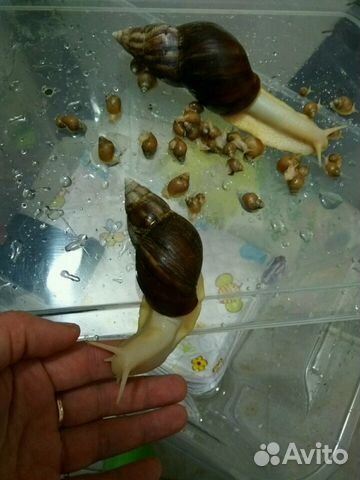Улитки и улитята Ахатины