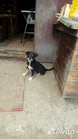 Щенок-сука крупная метиска ягдтерьера не для охоты