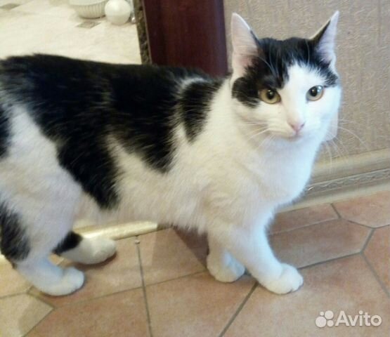 Мотильда в добрые ручки