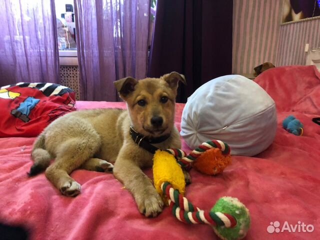 Пуховая попа ищет дом/щенок бесплатно