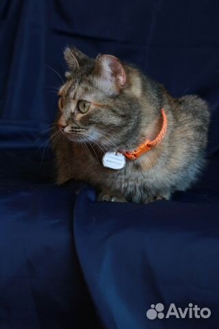 Кошечка Любаша в самые заботливые руки