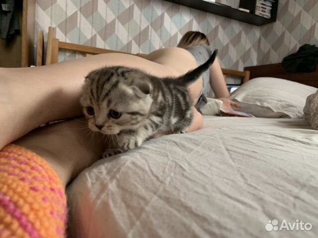 Шотландская вислоухая ласкуля