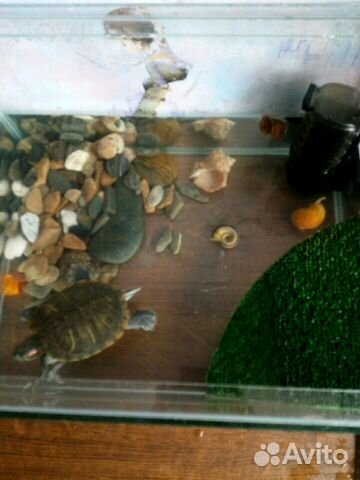 Черепаха красноухая