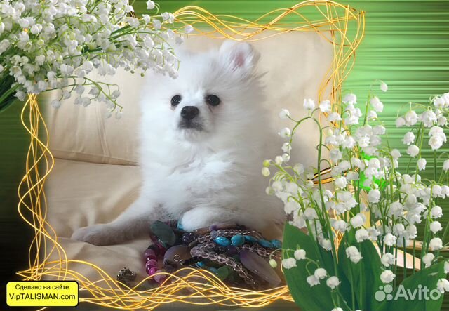 Детки белые шпицы