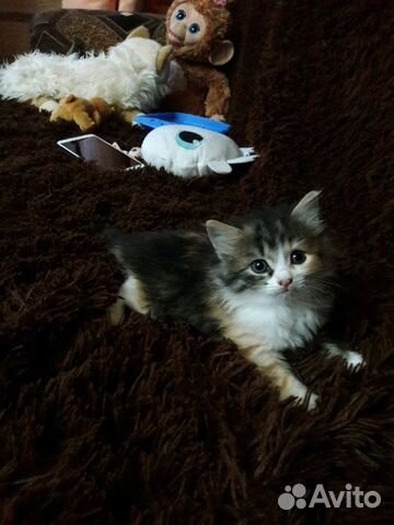 Котенок 3х цветный