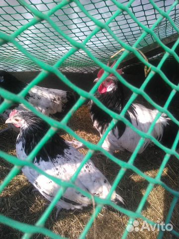 Лакенфельдер.Орпингтон.Утка подсадная.Цесарки