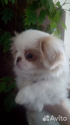 Шикарная девочка японский хин