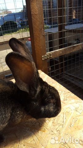 Ризен Крольчихи 8 мес