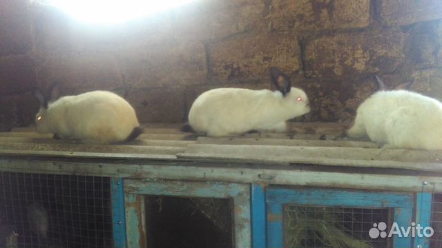 Чистопородные кролики