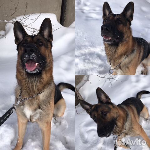 Ищем невесту