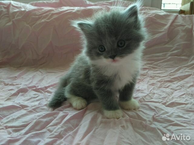 Сибирские котята