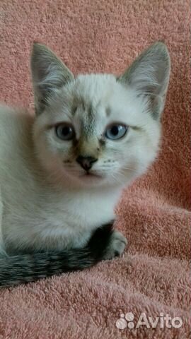 Тайские котятки