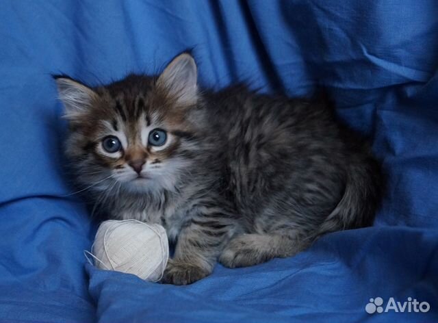 Сибирский котик с родословной