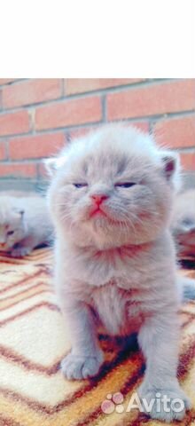 Британские котята