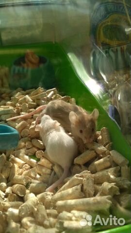 Отдам двух мышат и крысёныша