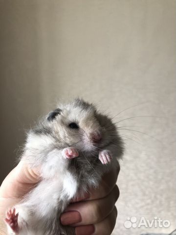 Ангорский хомяк