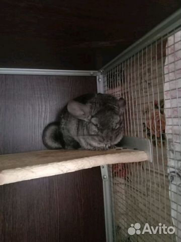 Шиншилла