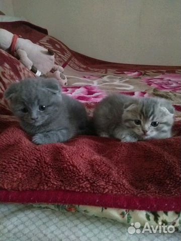 Продам вислоухих котят(мальчик)