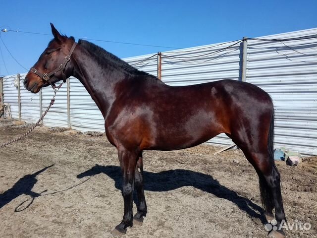 Русская верховая кобыла в спорт