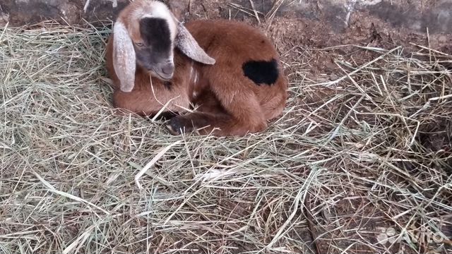 Молочные козы дойные. Доставка по городу и области