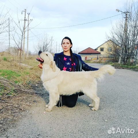 Щеночки Голден Ретривера