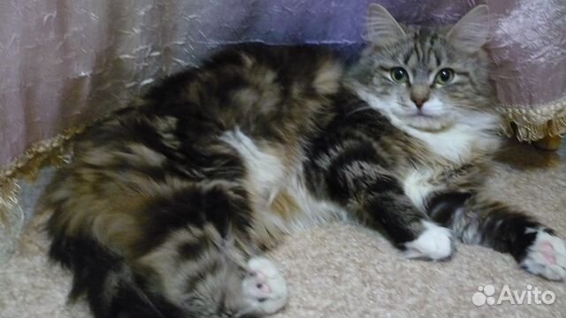 Ищу любящих хозяев коту