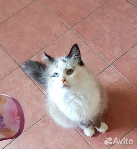 Ласковая добрая заботливая пушистка