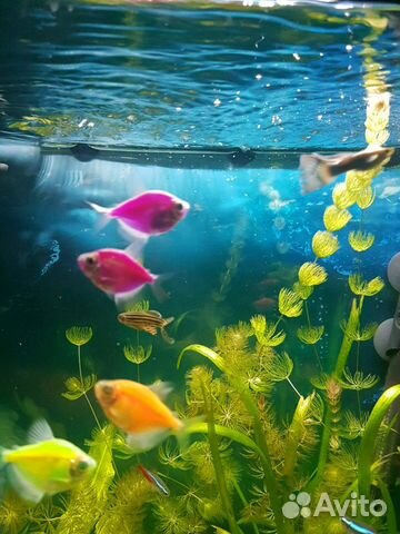 Тернеция гло