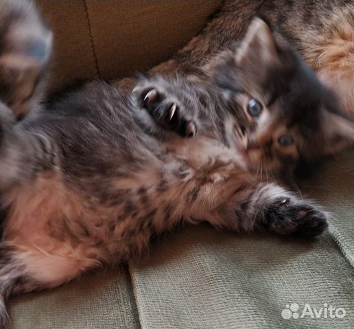 Метисы метисов мэйн-куна и сибиряка. Будут крупные