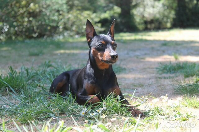 Продам Цвергпинчеров