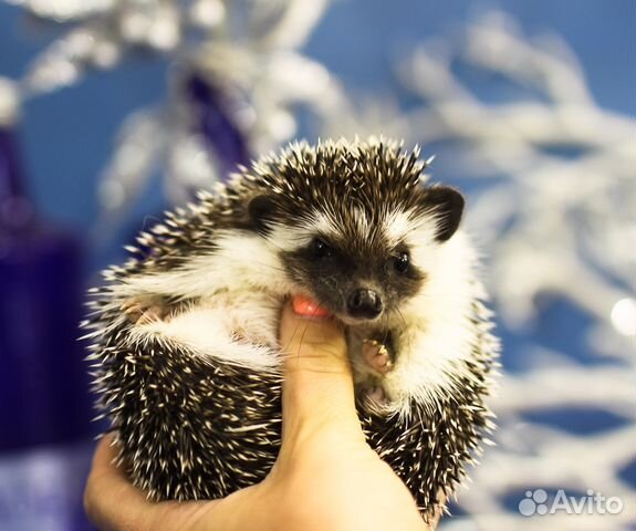 Африканские ежата от профессионального питомника