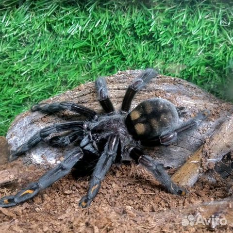 Паук-птицеед Psalmopoeus irminia