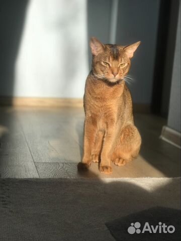 Абиссинский кот вязка