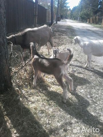 Козочка и козлик ламанча