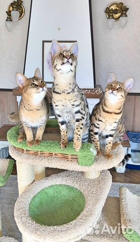 Саванна Ф1 (Savannah F1) Питомник SoulCats