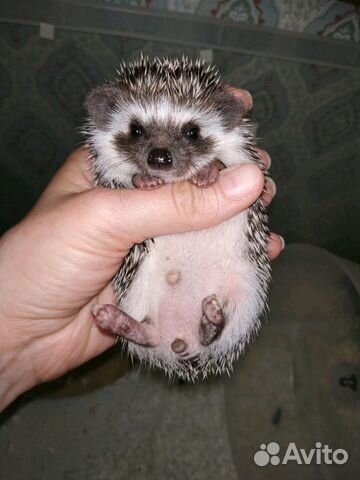 Ежата 2 месяца. Еж 6 месяцев