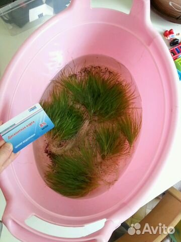 Бликса японская прополка аквариума