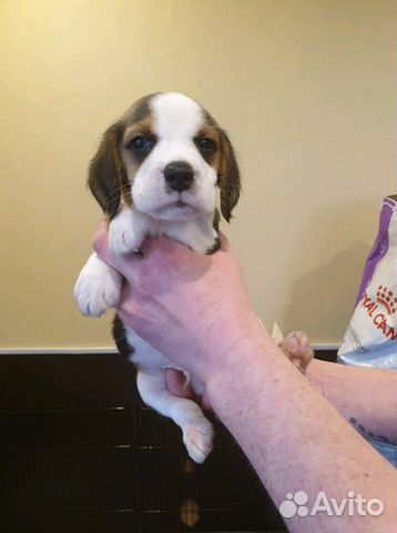 Щенок бигля, кабель