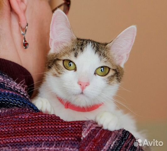 Молоденькая красавица Ассоль в дар