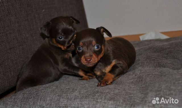 Щенки той-терьера