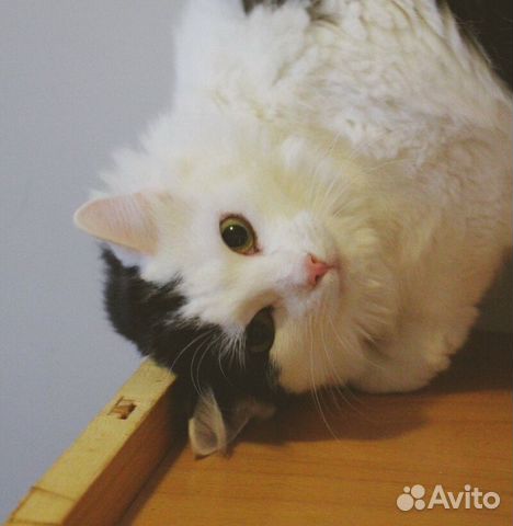 Игривый пушистик ищет дом