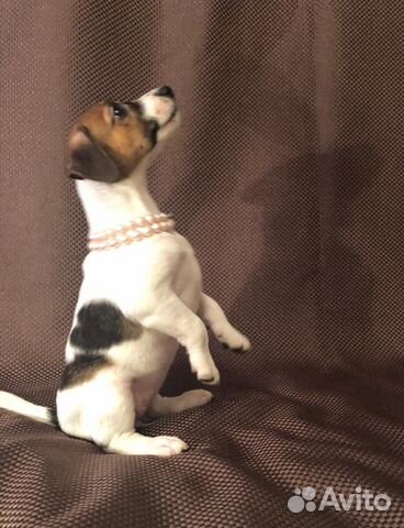 Щенки Джек Рассел Терьер