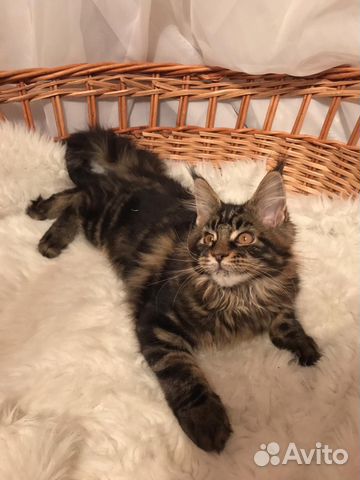 Девочка мейн-кун n22